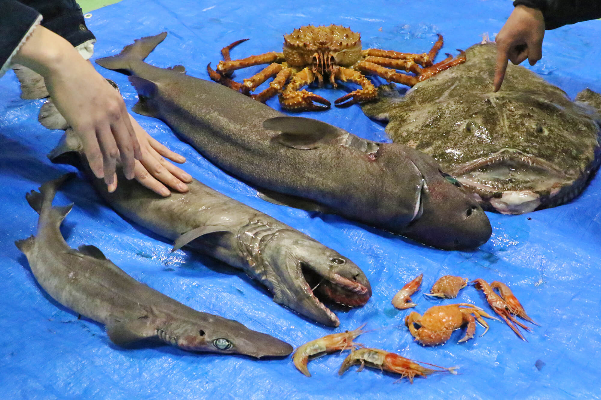 【写真】シーパラ 関東最大級の深海生物展示「深海生物まつり」触って味わう期間限定イベント｜あとなびマガジン