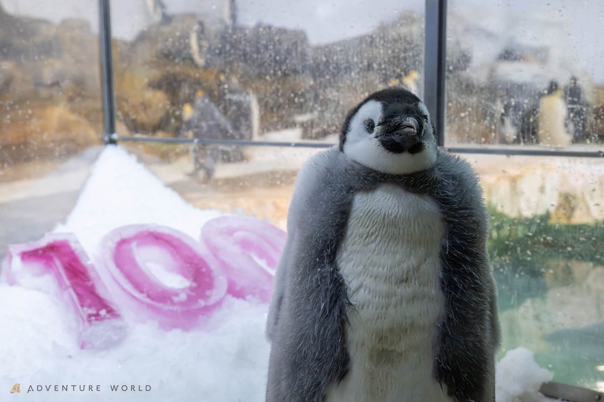 USJカウントダウン2026開催決定 ショー内容は9/24発表｜あとなびマガジン